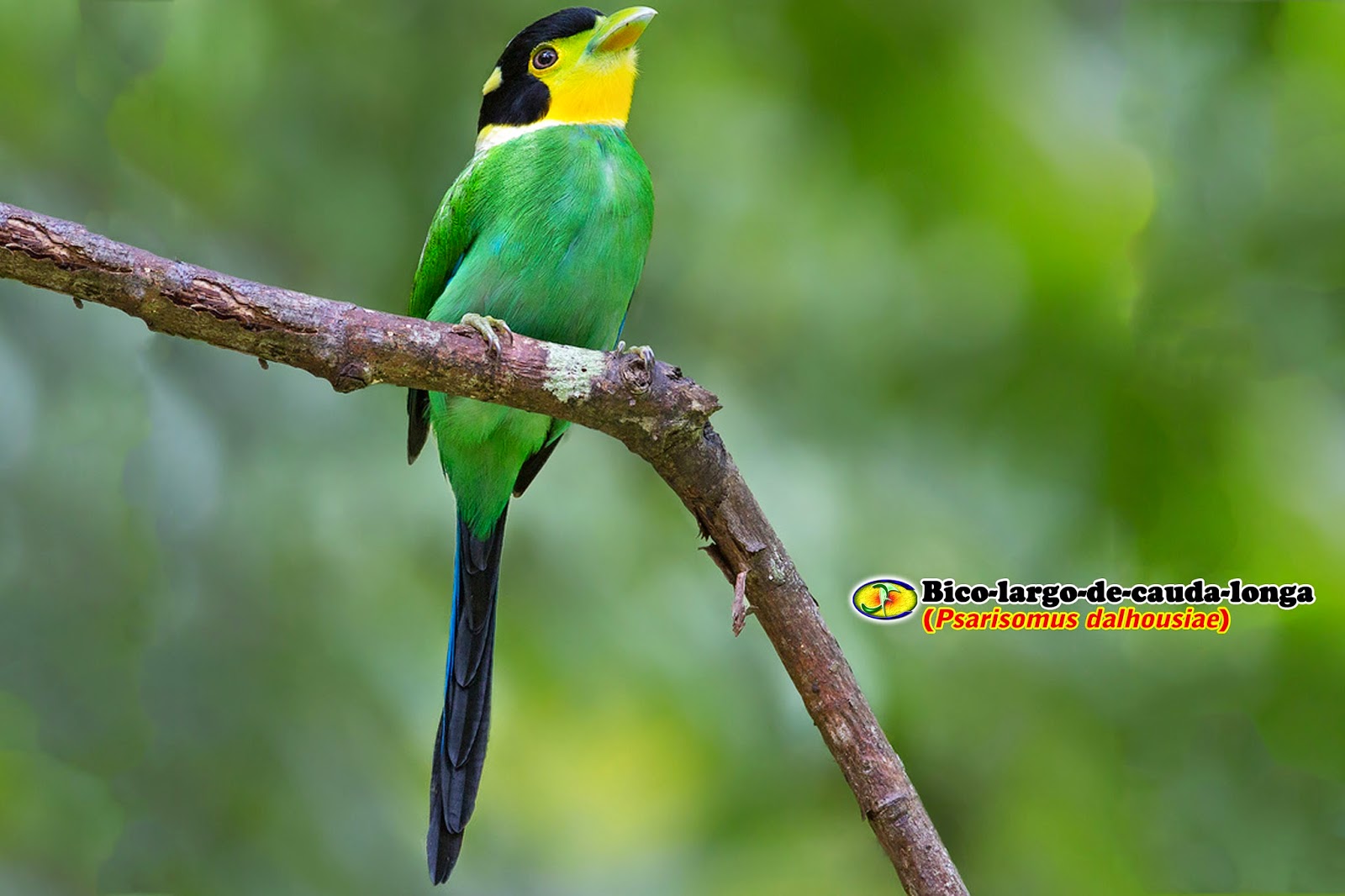 Passaro De Cauda Longa - LIBRAIN